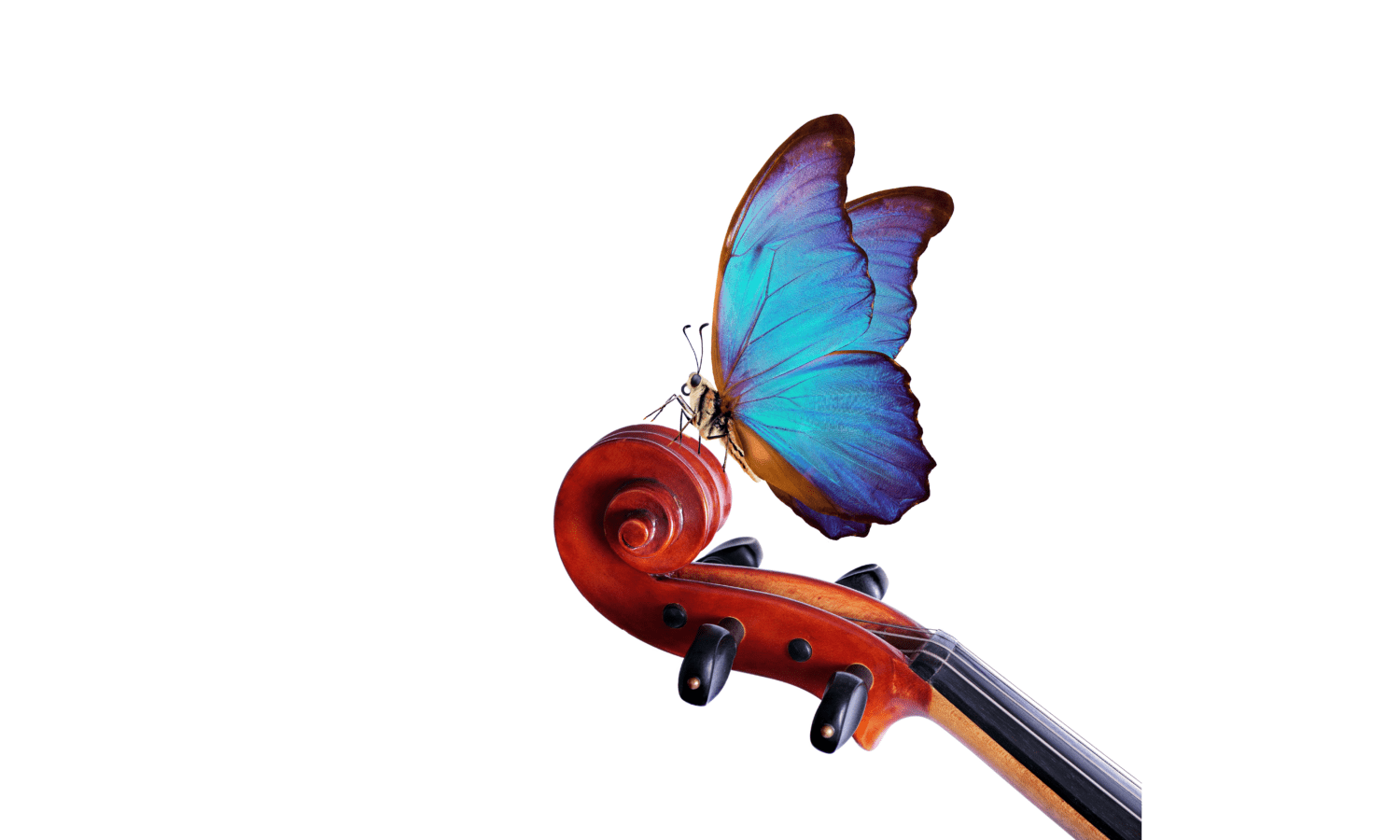 PHNC Welcomes Cal Morris – Palm Harbor Newcomers Club