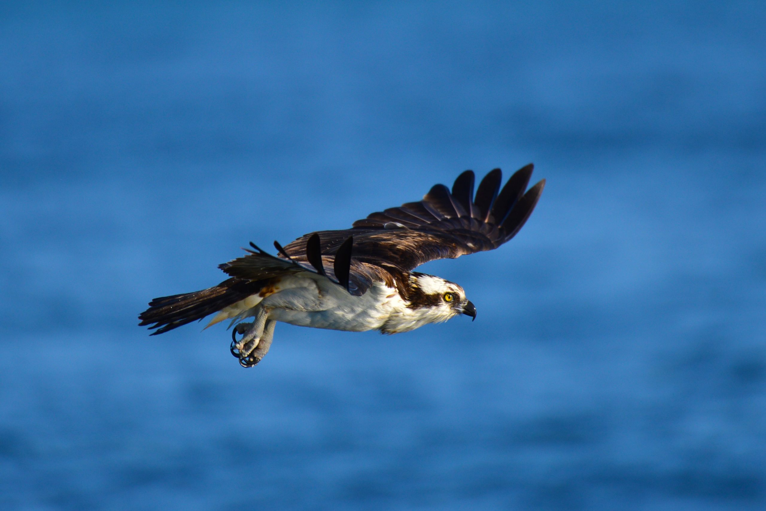 Raptor Rescue – Palm Harbor Newcomers Club